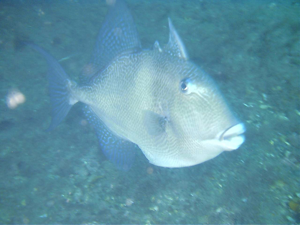 Myrtle Beach Scuba Diving | Express Water Sports